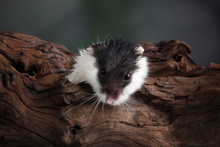 Are Skunks Dangerous? Health Risks for Oakville Families - Speedy Pest ...